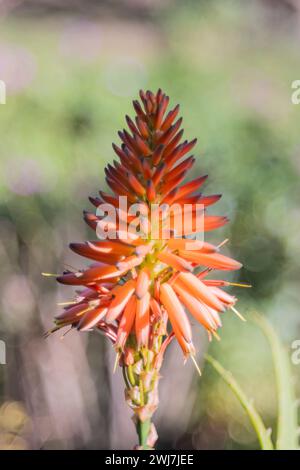 beautiful red aloe vera flower blooming Stock Photo - Alamy