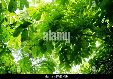 Leaves of Castilla elastica, commonly known as the Panama rubber tree ...