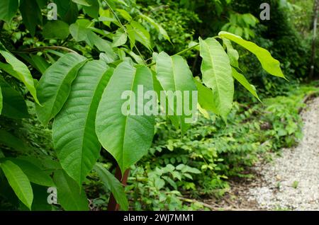 Panama rubber tree (Castilla elastica Stock Photo - Alamy