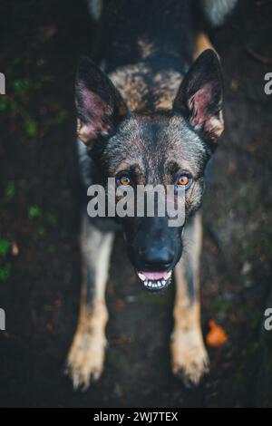 Working line German Shepherd Dog (Alsatian Stock Photo - Alamy