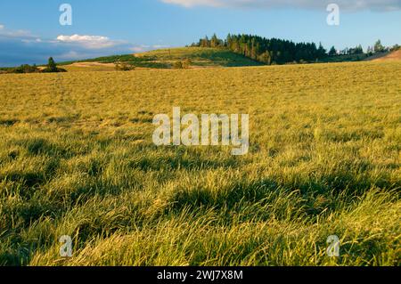 Willamette Valley grass field, Marion County, Oregon Stock Photo - Alamy