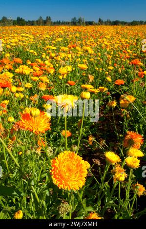 Marigold seed field, Marion County, Oregon Stock Photo - Alamy