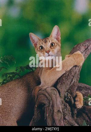 Abyssinian, kittens, sorrel Stock Photo - Alamy
