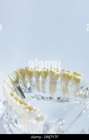 Teeth education model. Shallow dof Stock Photo - Alamy