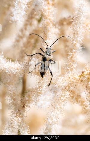 Yellow four-spotted buck (Pachyta quadrimaculata), Valais, Switzerland ...
