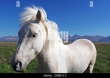 White Icelandic horse looks curiously into the camera, wide landscape ...