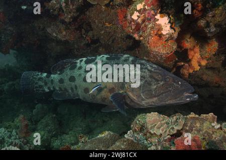 Potato grouper (Epinephelus tukula) and cleaner fish. Dive site Sodwana ...