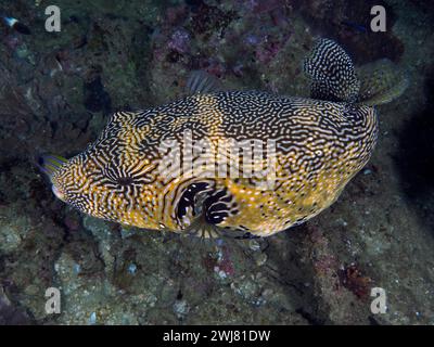 Map puffer (Arothron mappa), Sodwana Bay dive site, Maputaland Marine ...