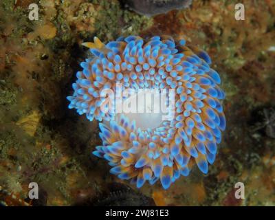 Silvertip nudibranch (Janolus capensis), False Bay dive site, Cape of ...