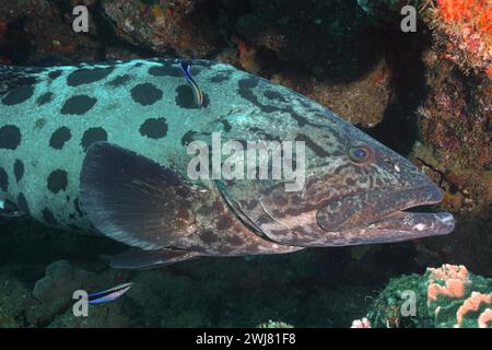Potato grouper (Epinephelus tukula) and cleaner fish. Dive site Sodwana ...