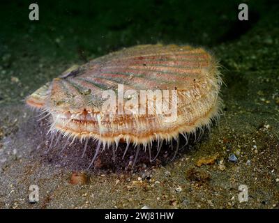 Scallop (Pecten maximus), underwater, Rinvyle dive site, Co. Galway ...