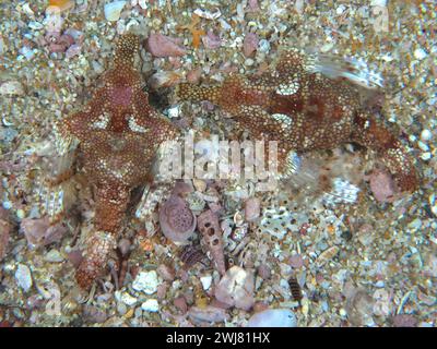 Pair of little dragonfish (Eurypegasus draconis), bony fish, Sodwana ...