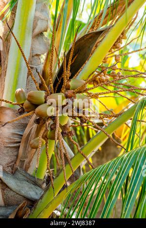 Baby coconut bunch on tree small growing young fruit undeveloped ...