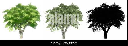 Set or collection of Kermes Oak trees as a black silhouette on white ...