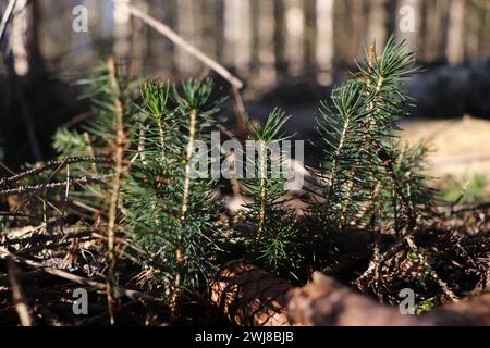 Kleine Fichten im Wald Stock Photo - Alamy