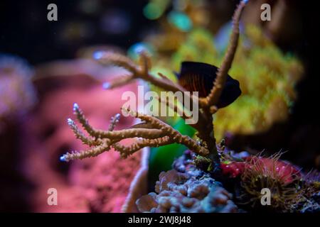 Gorgonian sea rod coral Eunicea calyculata Roatan, Honduras. download ...