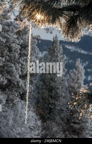 Strand of hoar frost hanging from a Ponderosa pine tree, Iwetemlaykin ...