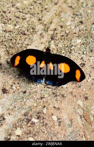 Grecian Shoemaker - Catonephele numilia, beautiful colored butterfly ...