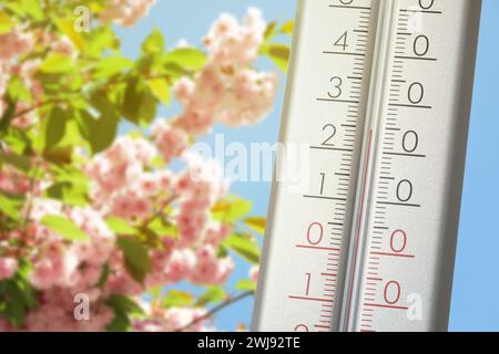Thermometer and blossoming sakura tree outdoors. Temperature in spring ...