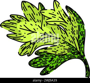 vector chervil sketch hand drawn vector Stock Vector Image & Art - Alamy