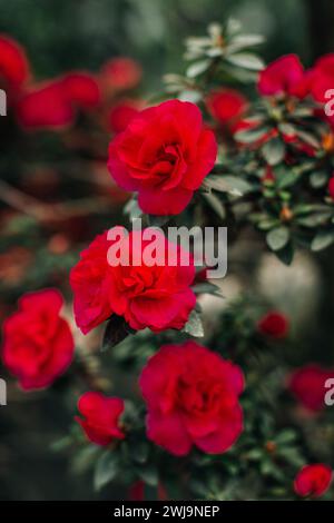 A lush bouquet of fresh red roses. Flower composition on light pastel ...