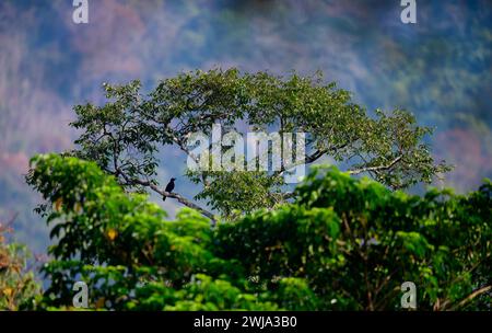 Explore the untamed beauty of Kerala's Idamalayar Rainforest - where ...