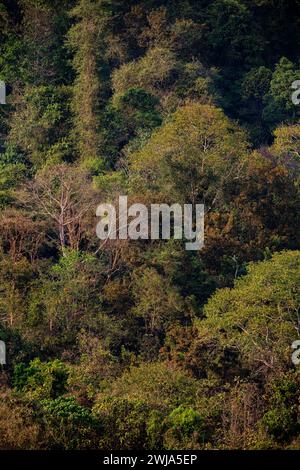 Explore the untamed beauty of Kerala's Idamalayar Rainforest - where ...