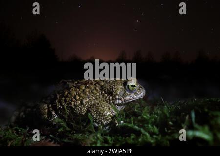Side view of a frog against a night sky background with visible stars ...