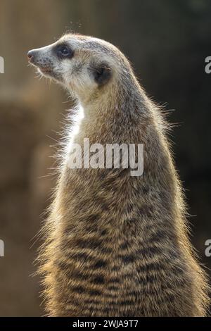 A closeup shot of a small brown meerkat Stock Photo - Alamy