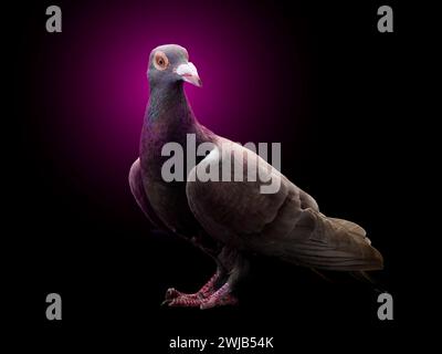 pigeon dragon isolated on black background Stock Photo - Alamy