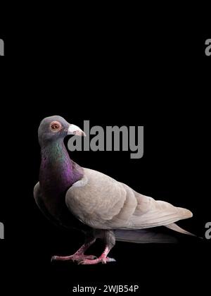 pigeon dragon isolated on black background Stock Photo - Alamy