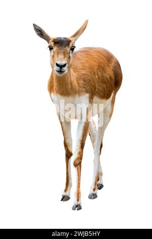 antelope (Antilope cervicapra) isolated on a white background Stock ...