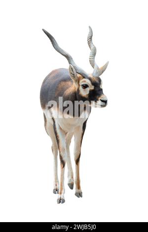 antelope (Antilope cervicapra) isolated on a white background Stock ...