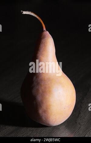 A Bosc pear (Pyrus communis 'Bosc') on a table with a dark background ...
