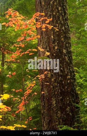 Douglas fir and vine maple along Parrish Lake Trail, Willamette ...