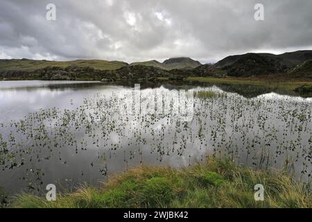 View over Innominate Tarn below Haystacks fell, Lake District National ...