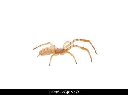Feather-legged spider isolated on white background, Uloborus ...