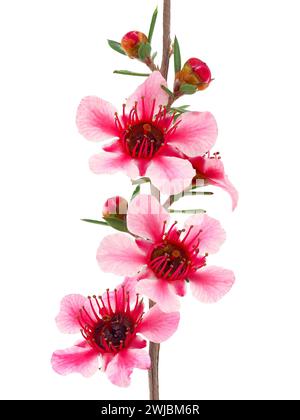 Blossoming Manuka branch isolated on white background, Leptospermum ...