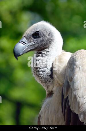 Weißrückengeier / White-backed vulture / Gyps africanus Stock Photo - Alamy
