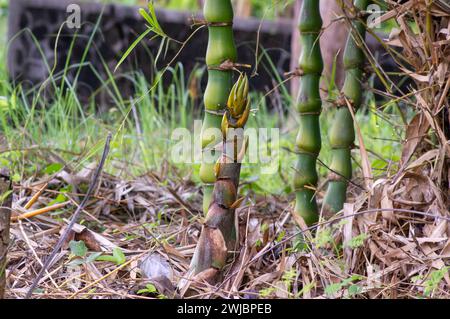 Buddha Belly Bamboo trees (Bambusa ventricosa) in the forest in Gunung ...