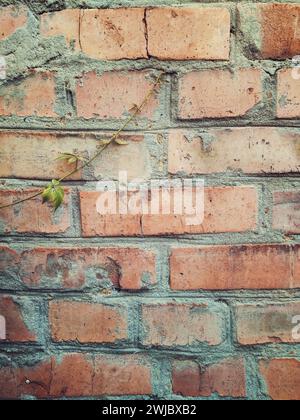 Colourful leaves wall background on sunny day Stock Photo - Alamy
