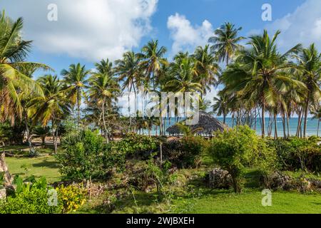 Palm trees on the grounds of a small hotel at Bahia de Las Galeras on ...