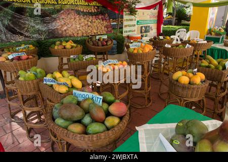 A display of different mango varieties at the Bani Mango Expo in Bani ...