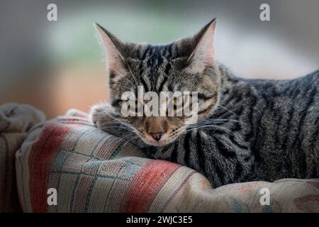 A peaceful domestic striped cat napping comfortably on a wooden bench ...