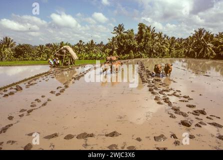 Tirtagganga, Indonesia - June 30, 1999: farmer in the rice fields with ...