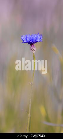 Cornflower (Centaurea Cygnus) in the field Stock Photo - Alamy