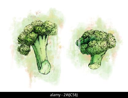 Ink and watercolor drawing of some broccoli stems. Traditional ...