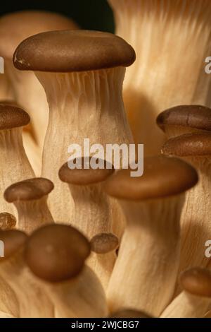 small home-grown Cardoncelli growned into a transparent bag Stock Photo ...