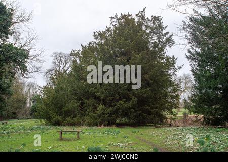 Wraysbury, UK. 14th February, 2024. Snowdrops are carpeting the ...