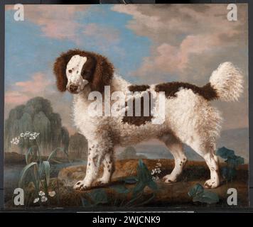 Brown and White Norfolk or Water Spaniel. Date/Period: 1778. Painting ...